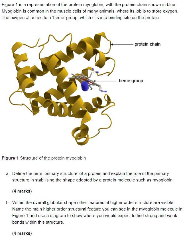 figure is a representation of the protein myoglobin with the protein ...