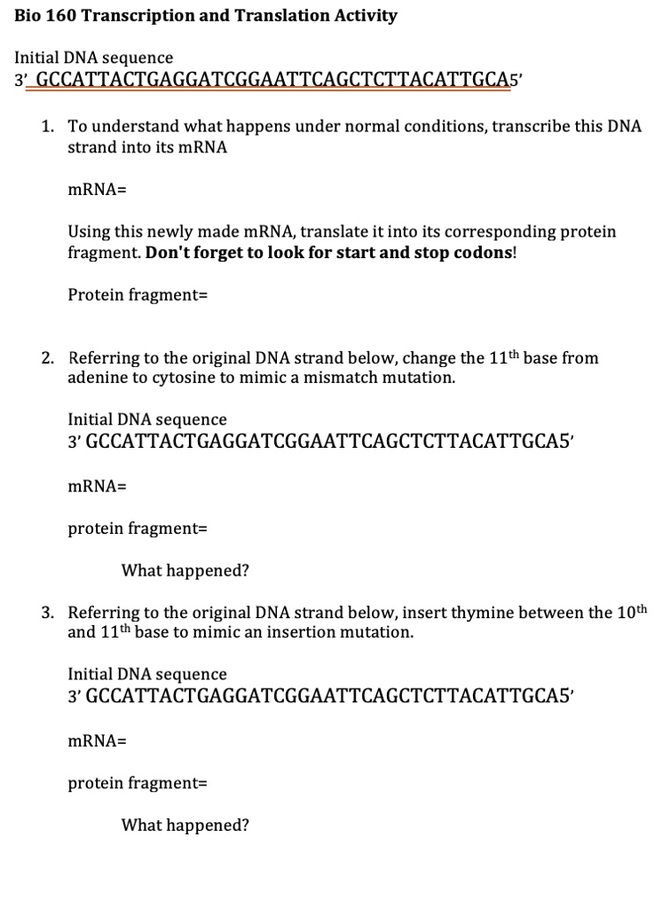 bio 160 transcription and translation activity initial dna sequence 3 ...