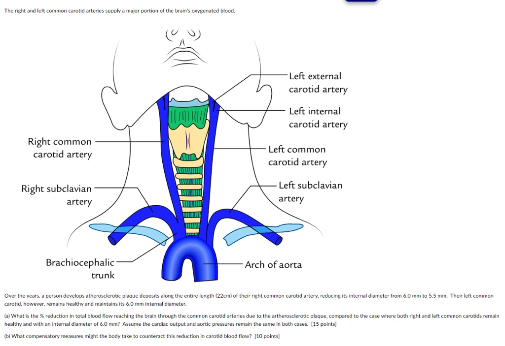 The right and left common carotid arteries supply a major portion of ...