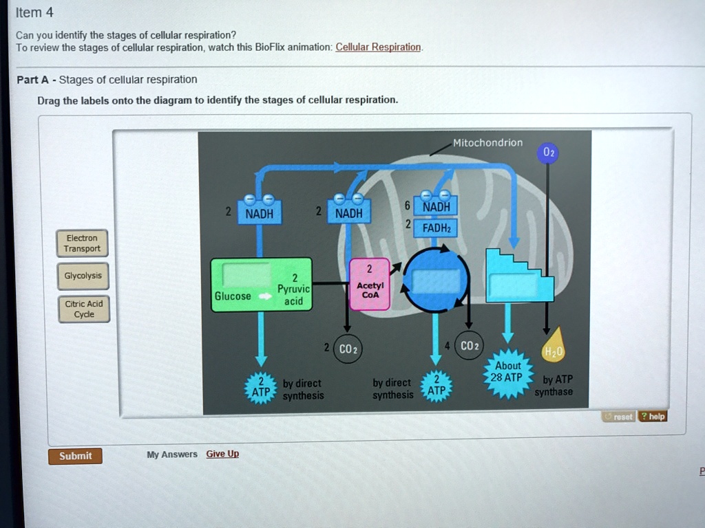 Drag The Label Onto The Diagram To Identify The Stages Of Cellular Respiration Item 4 Can You