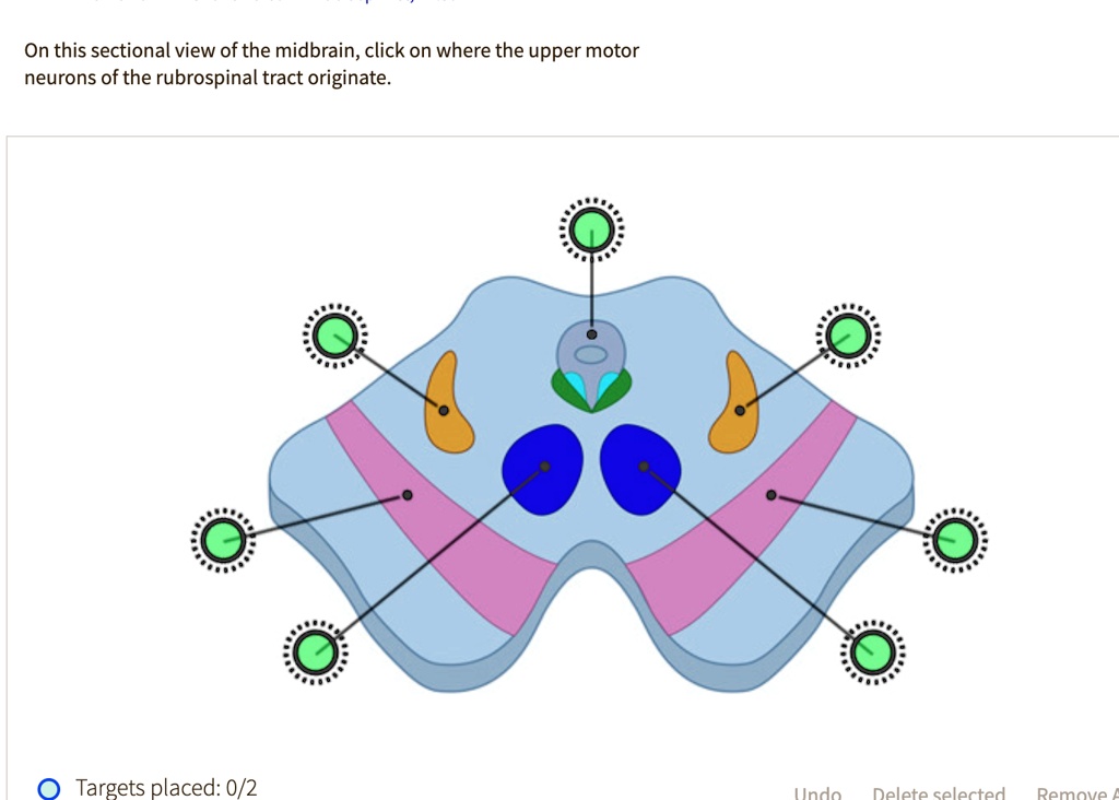 On this sectional view of the midbrain, click on where the upper motor ...