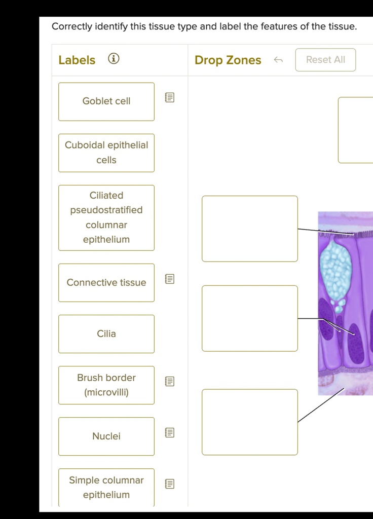 SOLVED: Correctly identify this tissue type and label the features of the tissue. Cuboidal ...