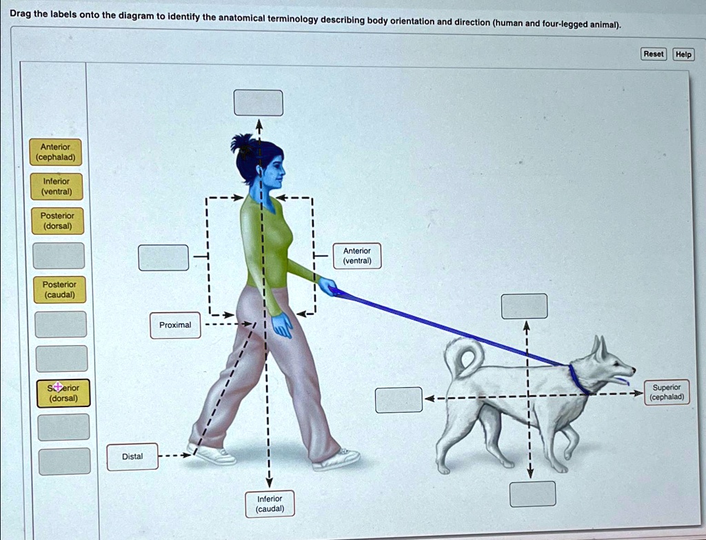 drag the labels onto the diagram to identify the anatomical terminology ...