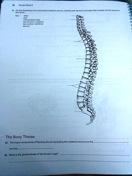 92 Review Sheet 8 21. On this illustration of an articulated vertebral ...