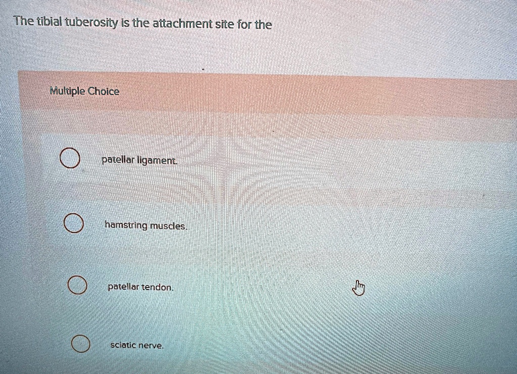 the tibial tuberosity is the attachment site for the multiple choice ...