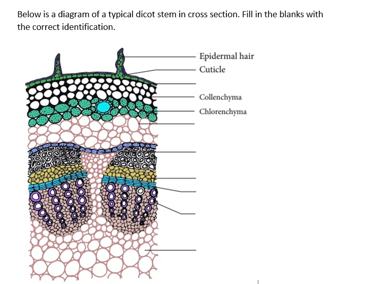 SOLVED: Below is a diagram of a typical dicot stem in cross section ...