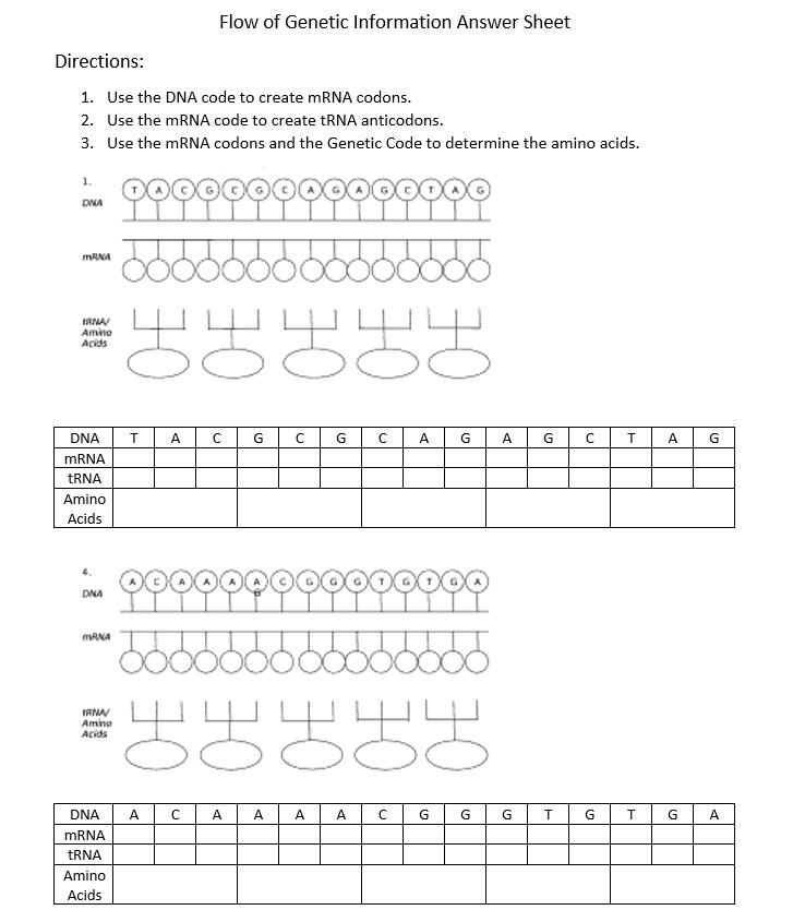 SOLVED: Text: Flow of Genetic Information Answer Sheet Directions: 1. Use the DNA code to create ...