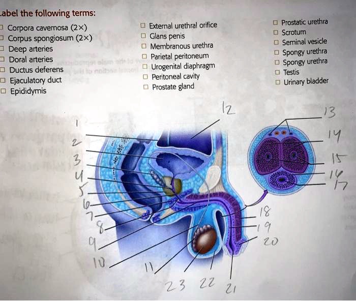 SOLVED: abel the following terms: Corpora cavernosa2 Corpus spongiosum2 ...