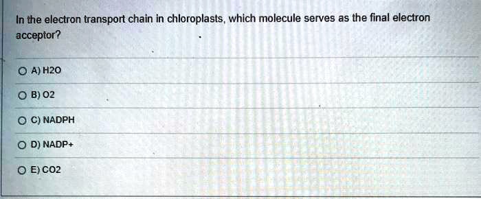 in the electron transport chain in chloroplasts which molecule serves ...