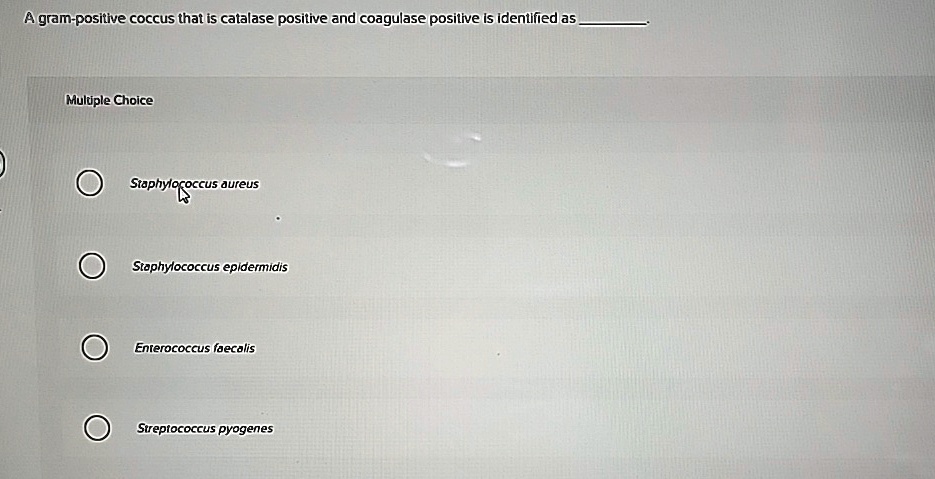 A gram-positive coccus that is catalase positive and coagulase positive ...