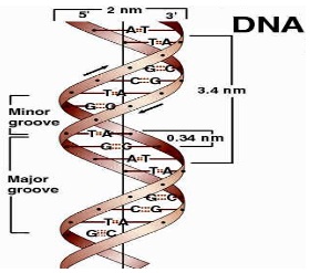 In the model of the double helix of DNA, the helix turn is clockwise ...