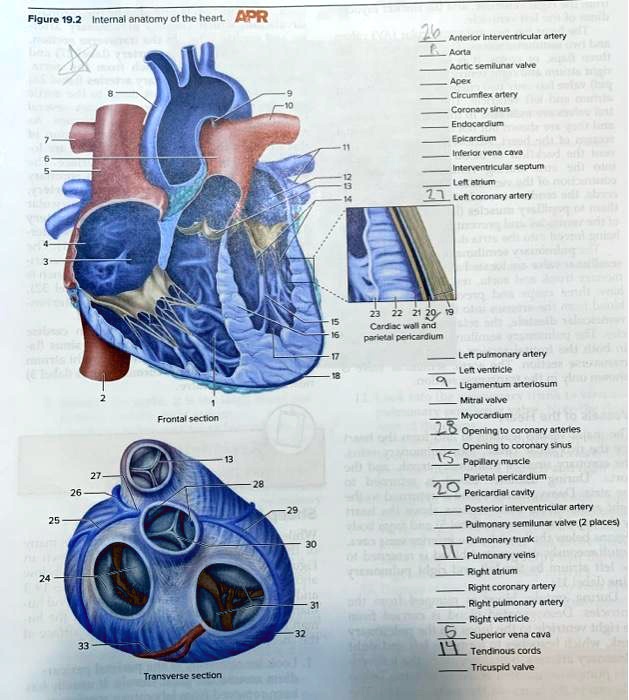 SOLVED: label the internal anatomy of the heart Figure 19.2Internal anatomy of the heartP ...