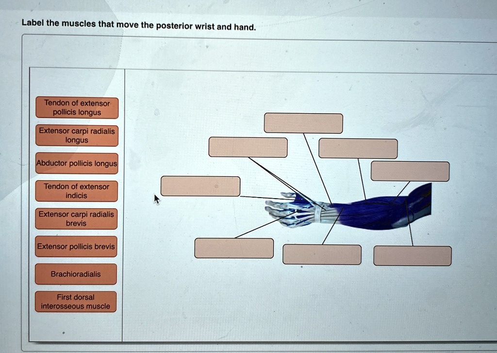 Label the muscles that move the posterior wrist and hand. Tendon of ...