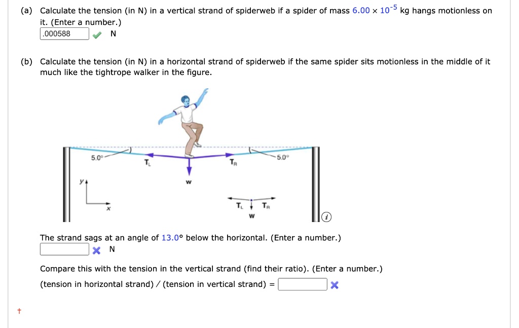a calculate the tension in n in a vertical strand of spiderweb if a ...