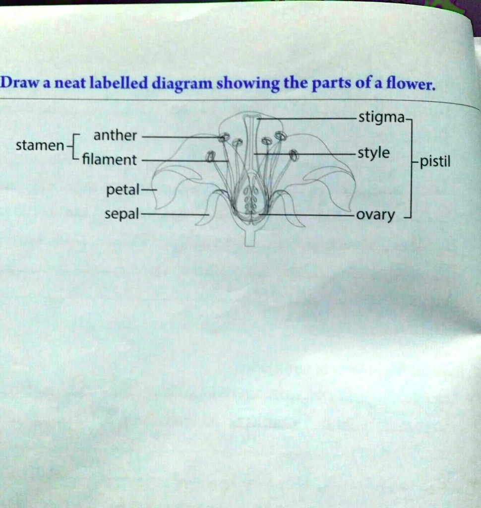 draw a neat labelled diagram showing the parts of a flowerstigma antherstamen filamentstyle ...