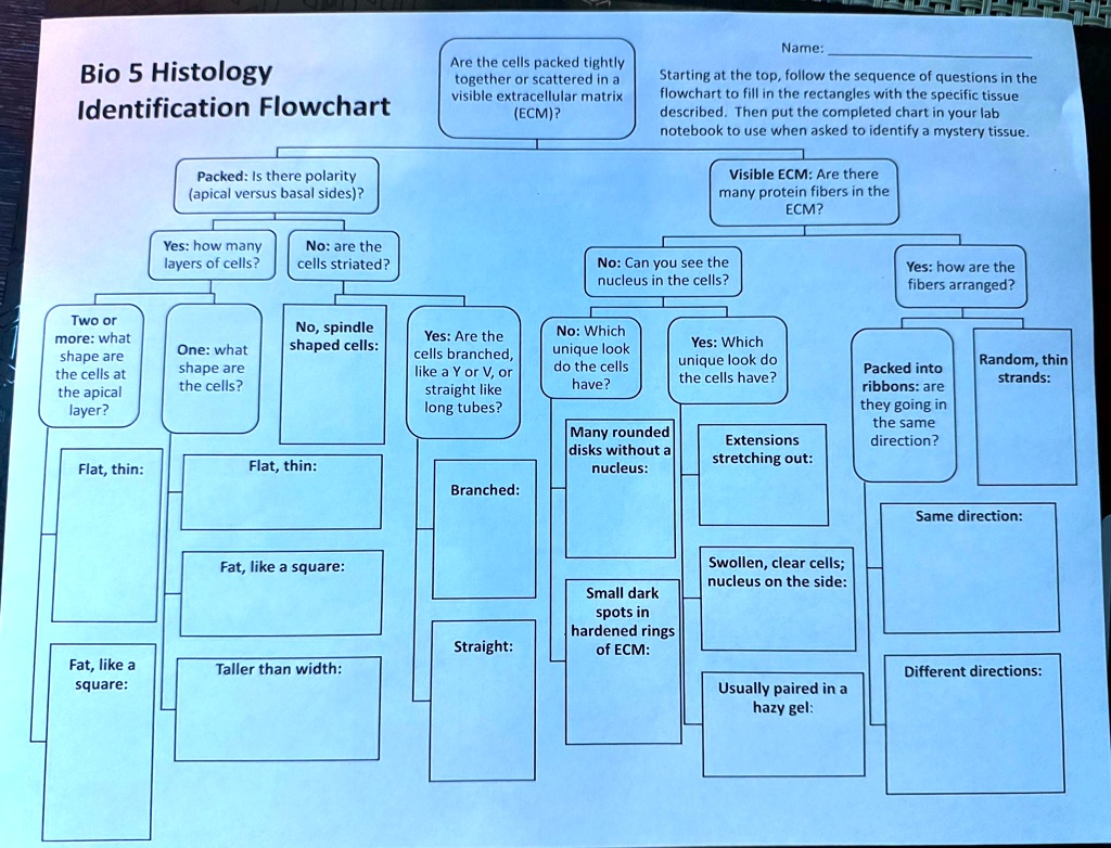 bio 5 histology identification flowchart are the cells packed tightly ...
