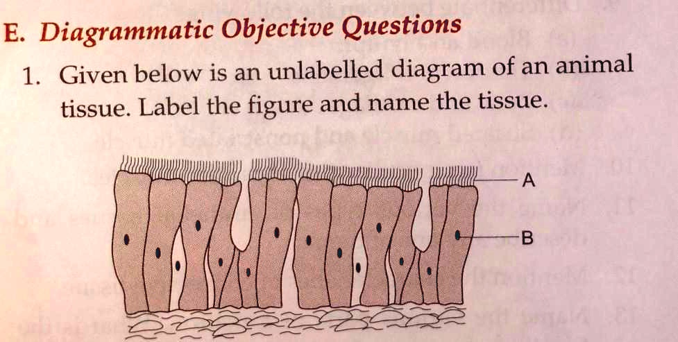 E. Diagrammatic Objective Questions 1. Given below is an unlabelled ...