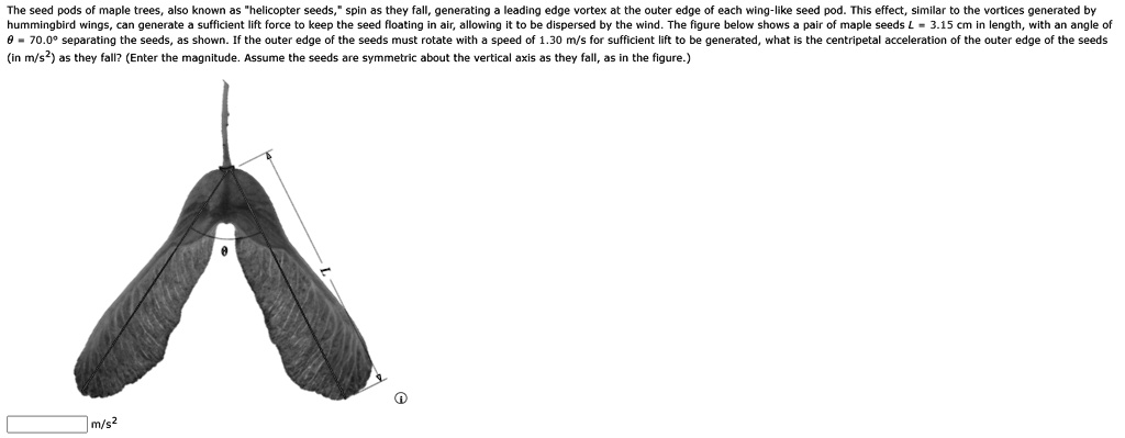 SOLVED: The seed pods of maple trees, also known as helicopter seeds ...