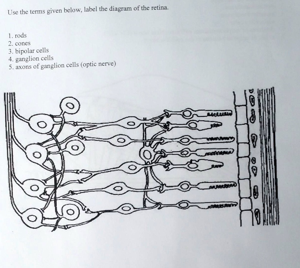 Cones Retinal Ganglion Cells at Nancy Green blog