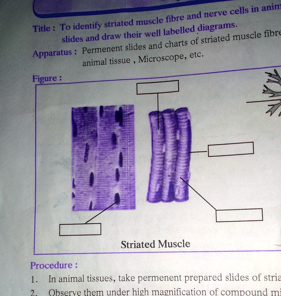 Title: To identify striated muscle fibre and nerve cells in anim slides ...