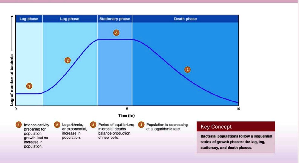 lag phase log phase stationary phase death phase i 3 time hr intense ...