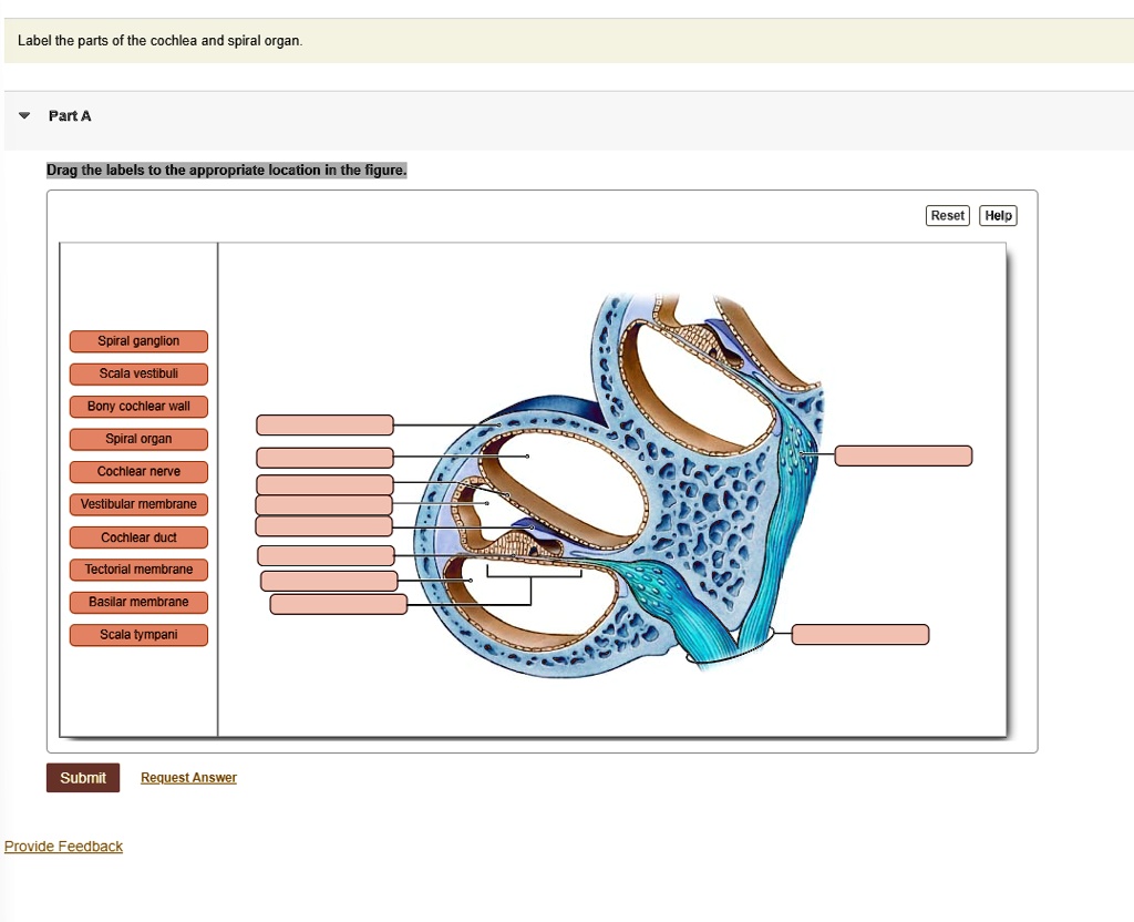 label the parts of the cochlea and spiral organ label the parts of the ...