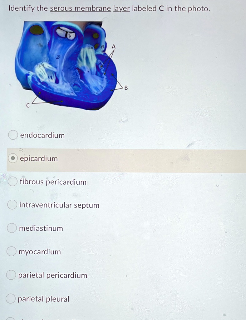 SOLVED: Identify the serous membrane layer labeled C in the photo ...