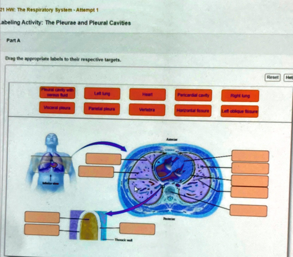 21 HW: The Respiratory System - Attempt 1 Labeling Activity: The Pleurae and Pleural Cavities ...