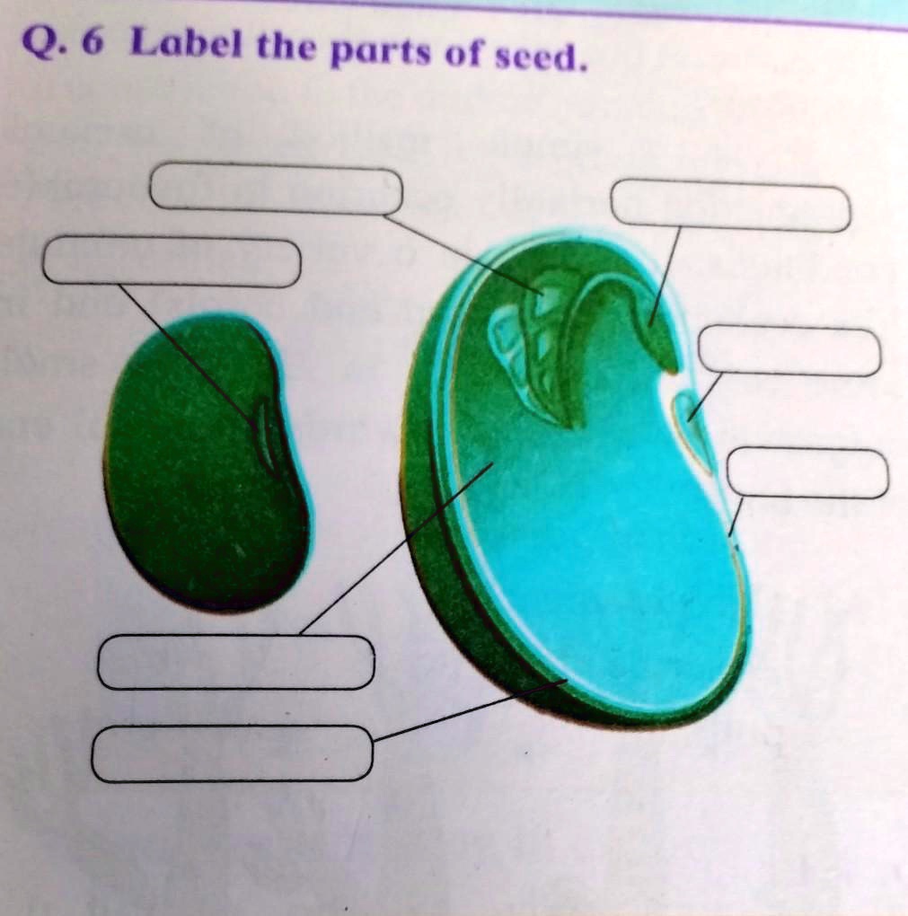 SOLVED: 'Q.6 Label the parts of seed. Q 6 Label the parts of seed. 2'