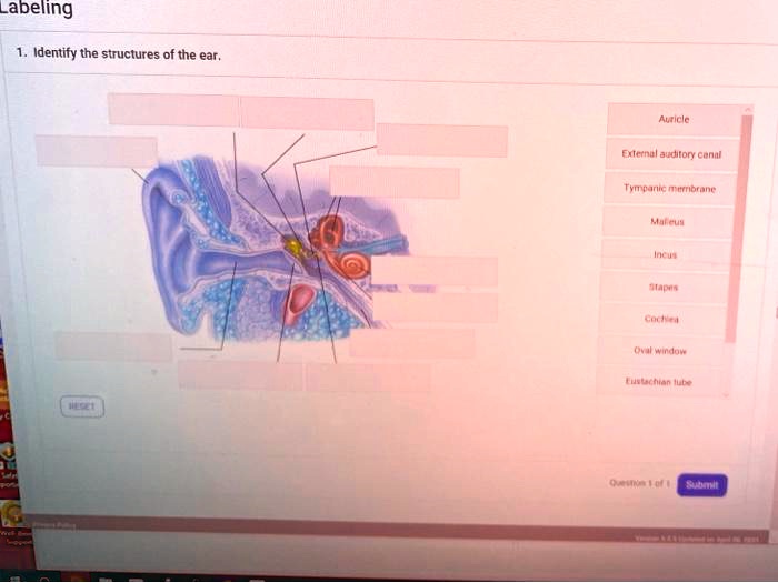 SOLVED: Labeling 1.Identify the structures of the ear. Auricle External ...