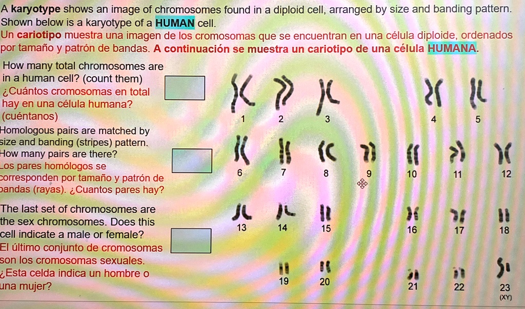 A karyotype shows an image of chromosomes found in a diploid cell ...