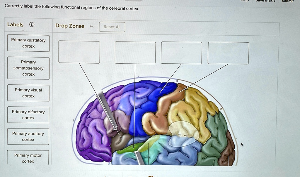correctly label the following functional regions of the cerebral cortex ...