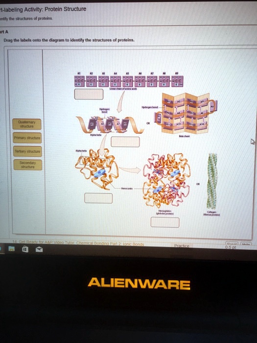 t-labeling Activity: Protein Structure entify the structures of ...