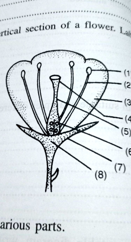 Given below is a diagrammatic sketch of the vertical section of a ...