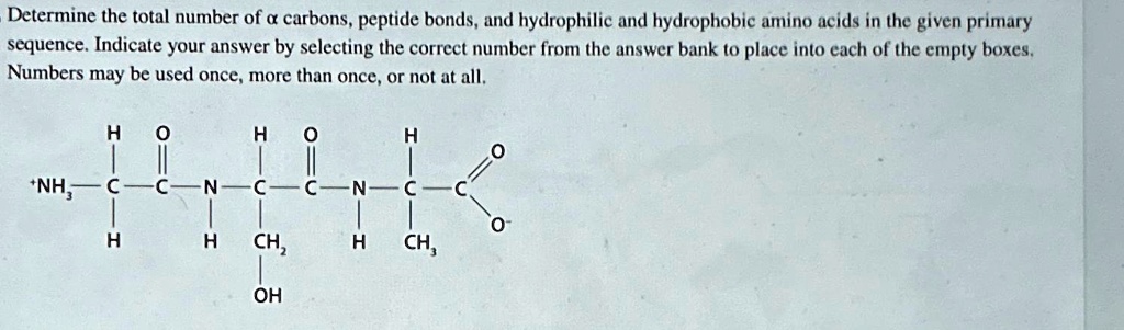 determine the total number of alpha carbons peptide bonds and ...