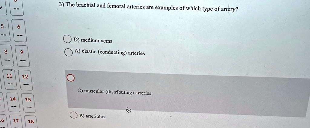 3 the brachial and femoral arteries are examples of which type of ...