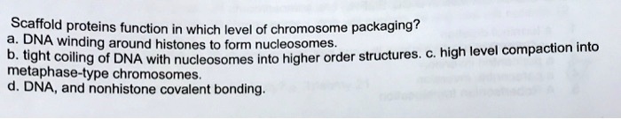 SOLVED: Scaffold proteins function in which level of chromosome ...