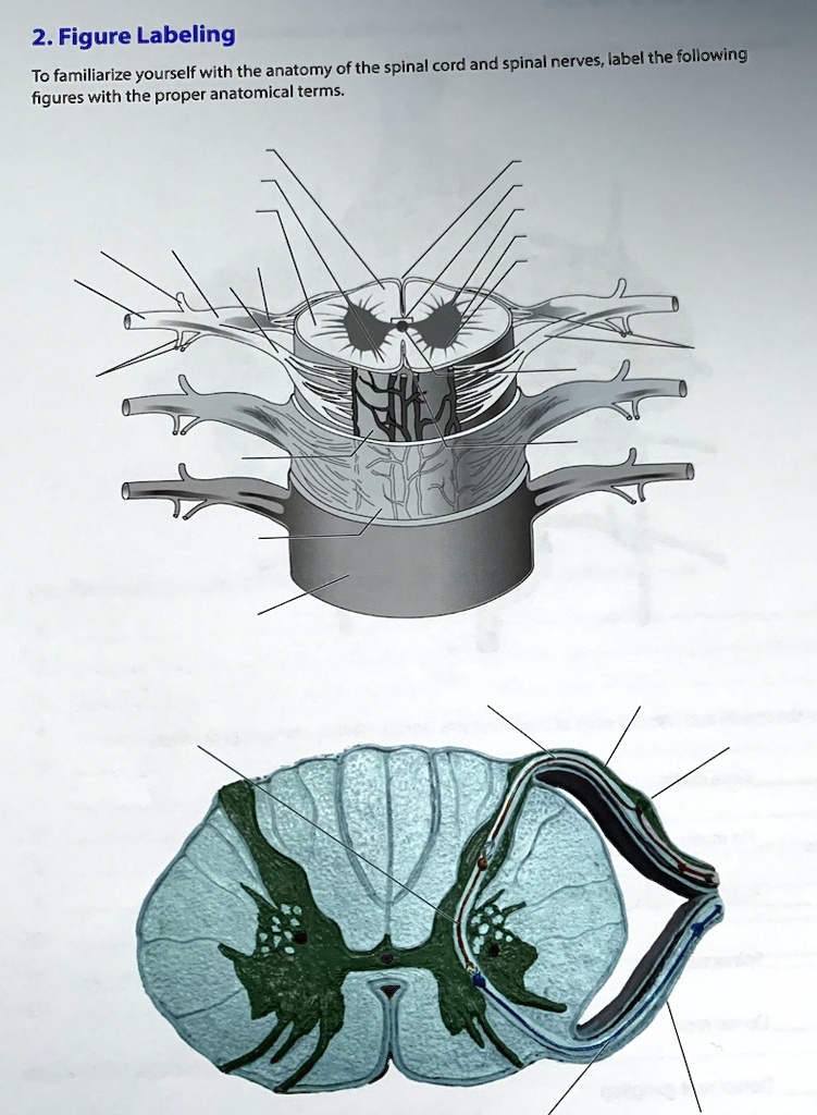 2figure labeling to familiarize yourself with the anatomy of the spinal ...