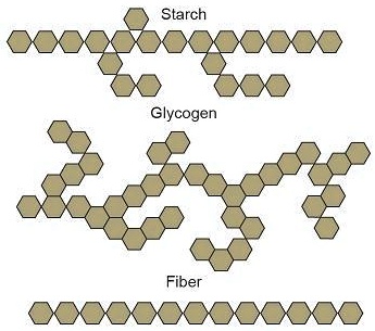 'Storage carbohydrates and fiber in both plants and animals are made ...
