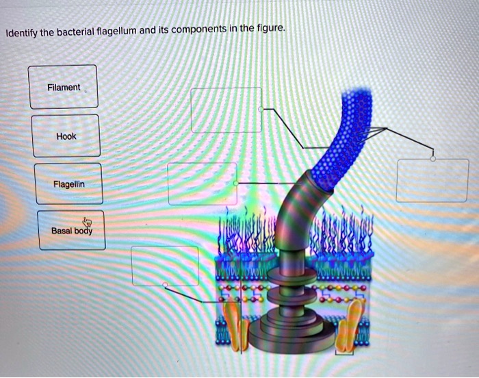 SOLVED: Identify the bacterial flagellum and its components in the ...