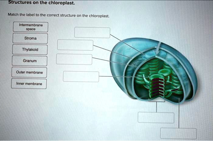 Video Solution 50 Structures On The Chloroplast Match The Label To The Correct Structure On 