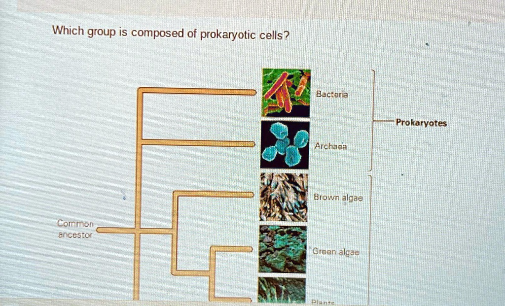 Which group is composed of prokaryotic cells? Bacteria Prokaryotes ...