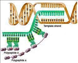 SOLVED: Add labels for mRNA (including the 5′ and 3′ ends) and tRNA. In ...