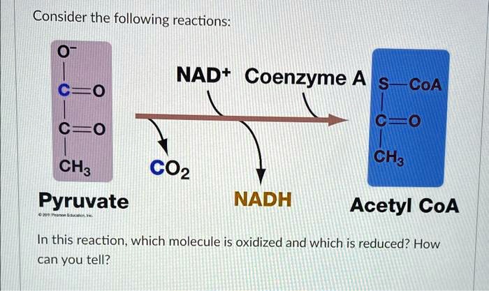 SOLVED: Consider the following reactions: NAD+ Coenzyme A SCoA C=O C=O ...
