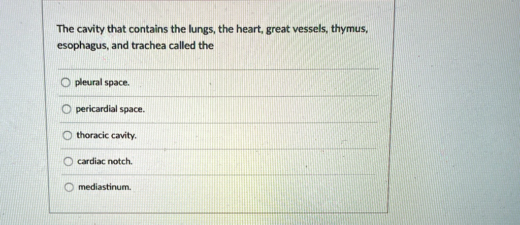 the cavity that contains the lungs the heart great vessels thymus ...