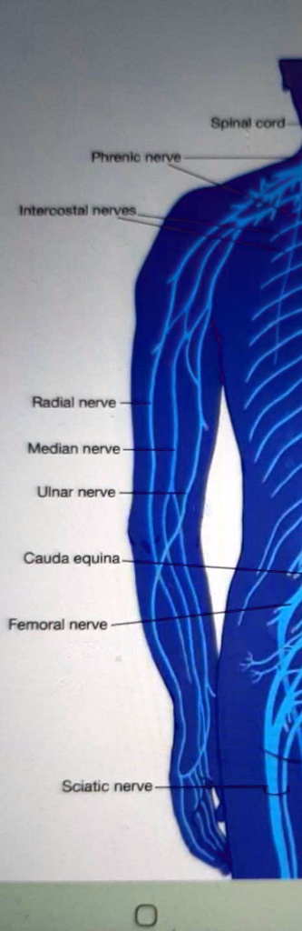 SOLVED: What are pair of spinal nerves? Spinal cord Phrenic nerve ...
