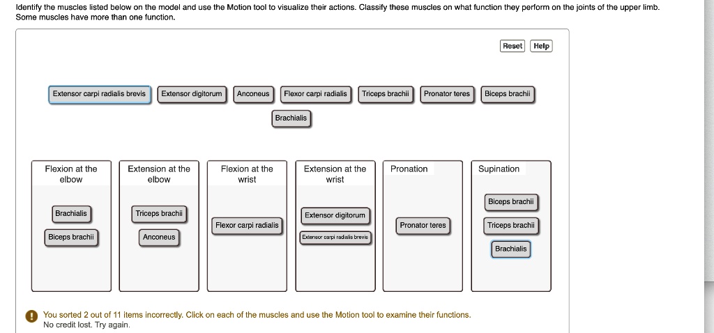 identify the muscles listed below on the model and use the motion tool to visualize their ...