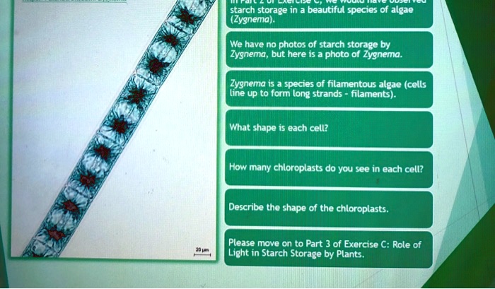 SOLVED: starch storage in beautiful species of algae (Zygnema). We have ...