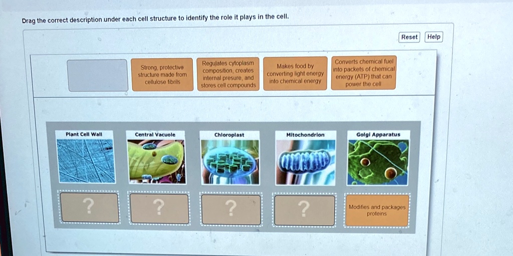 drag the correct description under each cell structure to identify the ...