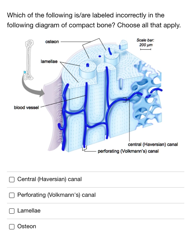SOLVED: Which of the following is/are labeled incorrectly in the ...